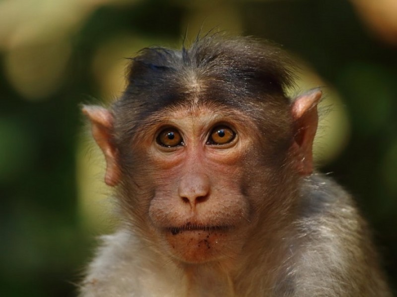 A 3 legnagyobb magyarországi állatkert - Habostorta.hu