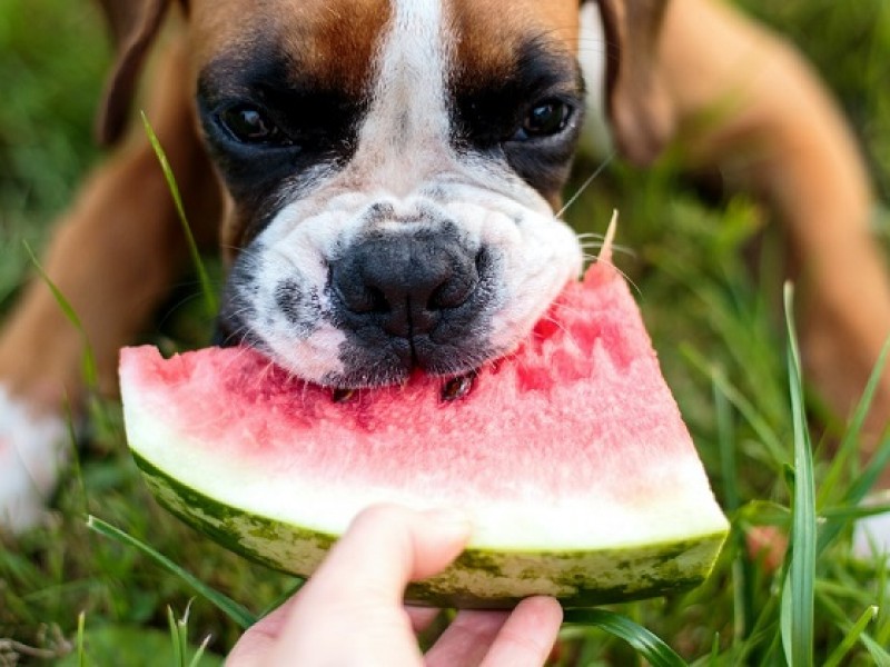 Milyen gyümölcsöt ehet a kutya? - Habostorta.hu